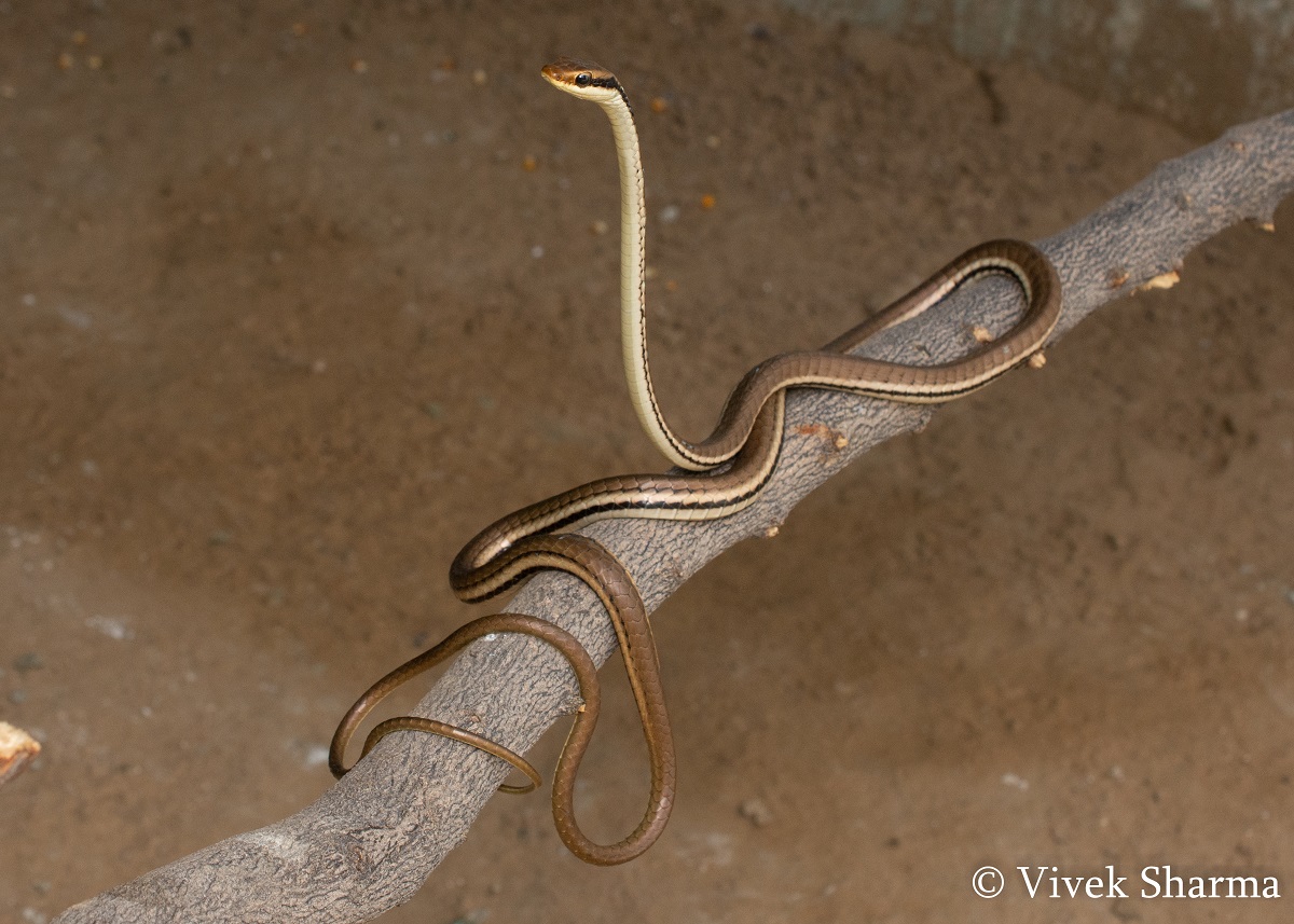 Arboreal Snakes In India