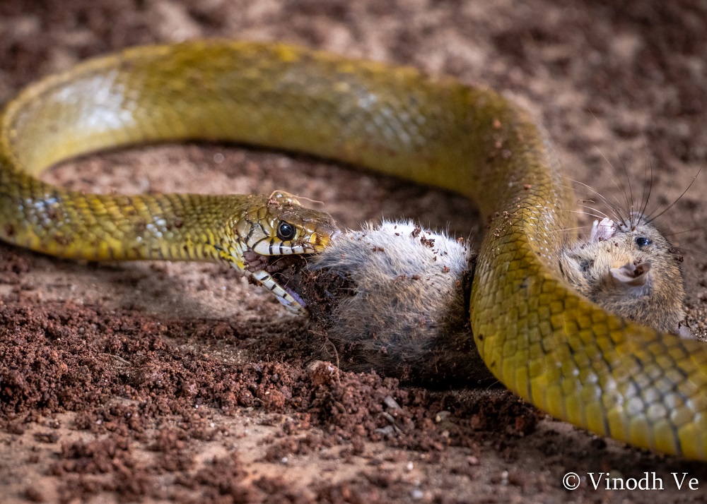 Indian Snakes - Indian Snakebite Initiative