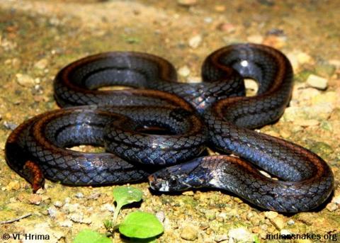 Indian Snakes - Indian Snakebite Initiative