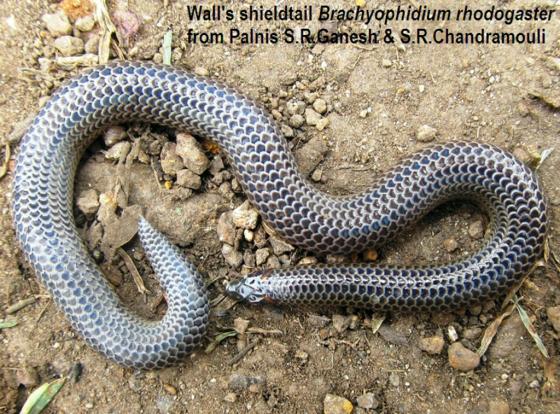 Indian Snakes - Indian Snakebite Initiative