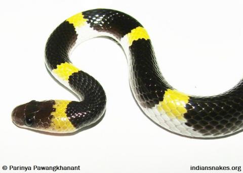 Indian Snakes - Indian Snakebite Initiative