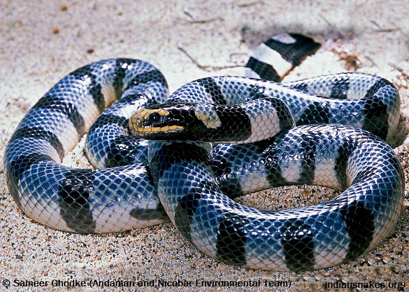 Indian Snakes - Indian Snakebite Initiative
