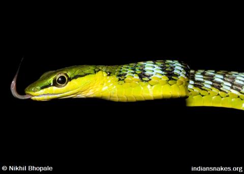 Indian Snakes - Indian Snakebite Initiative