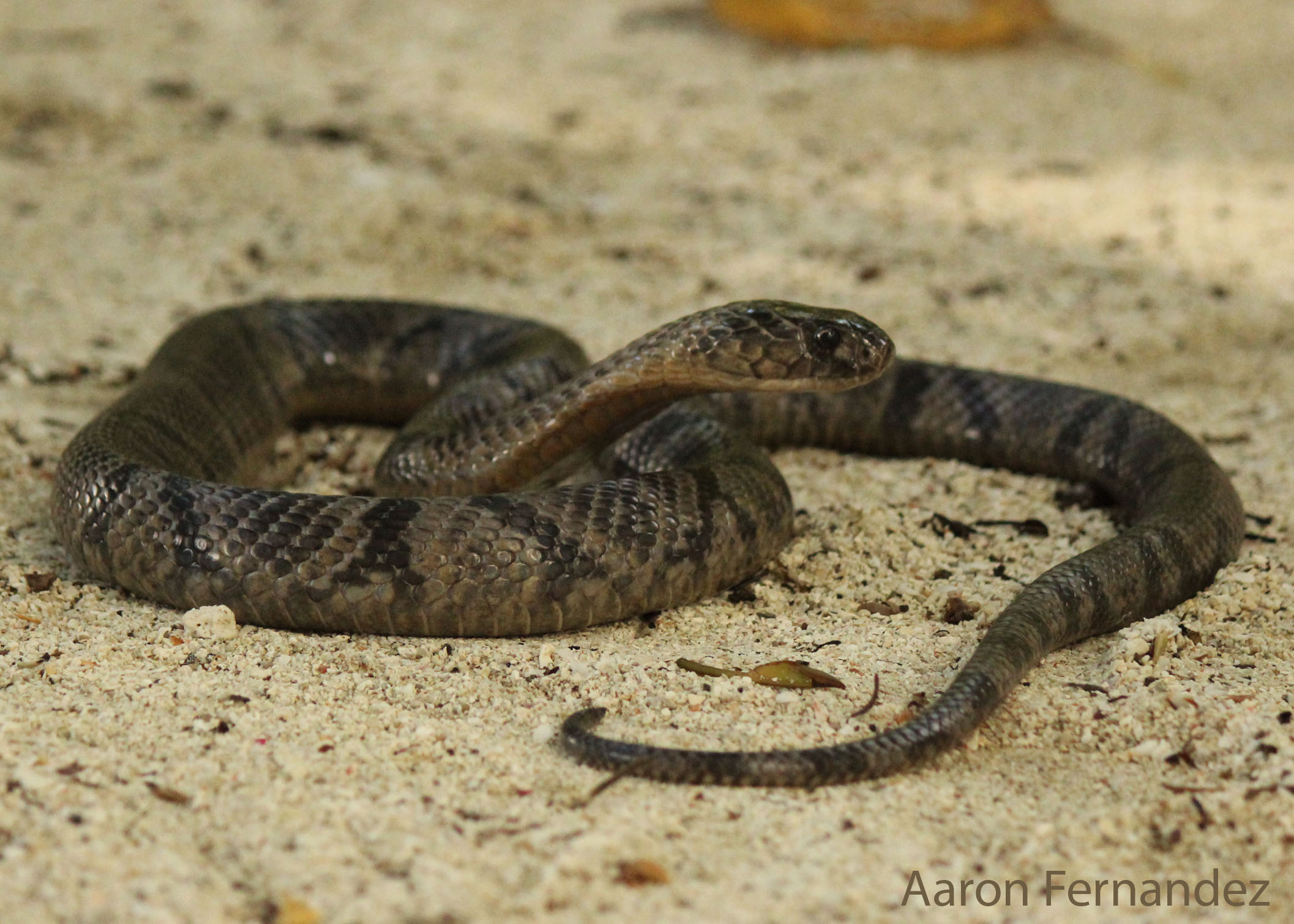Indian Snakes - Indian Snakebite Initiative