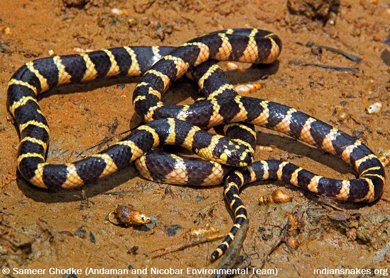 Indian Snakes - Indian Snakebite Initiative